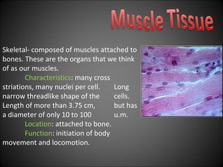 Anatomy body tissues | PPT