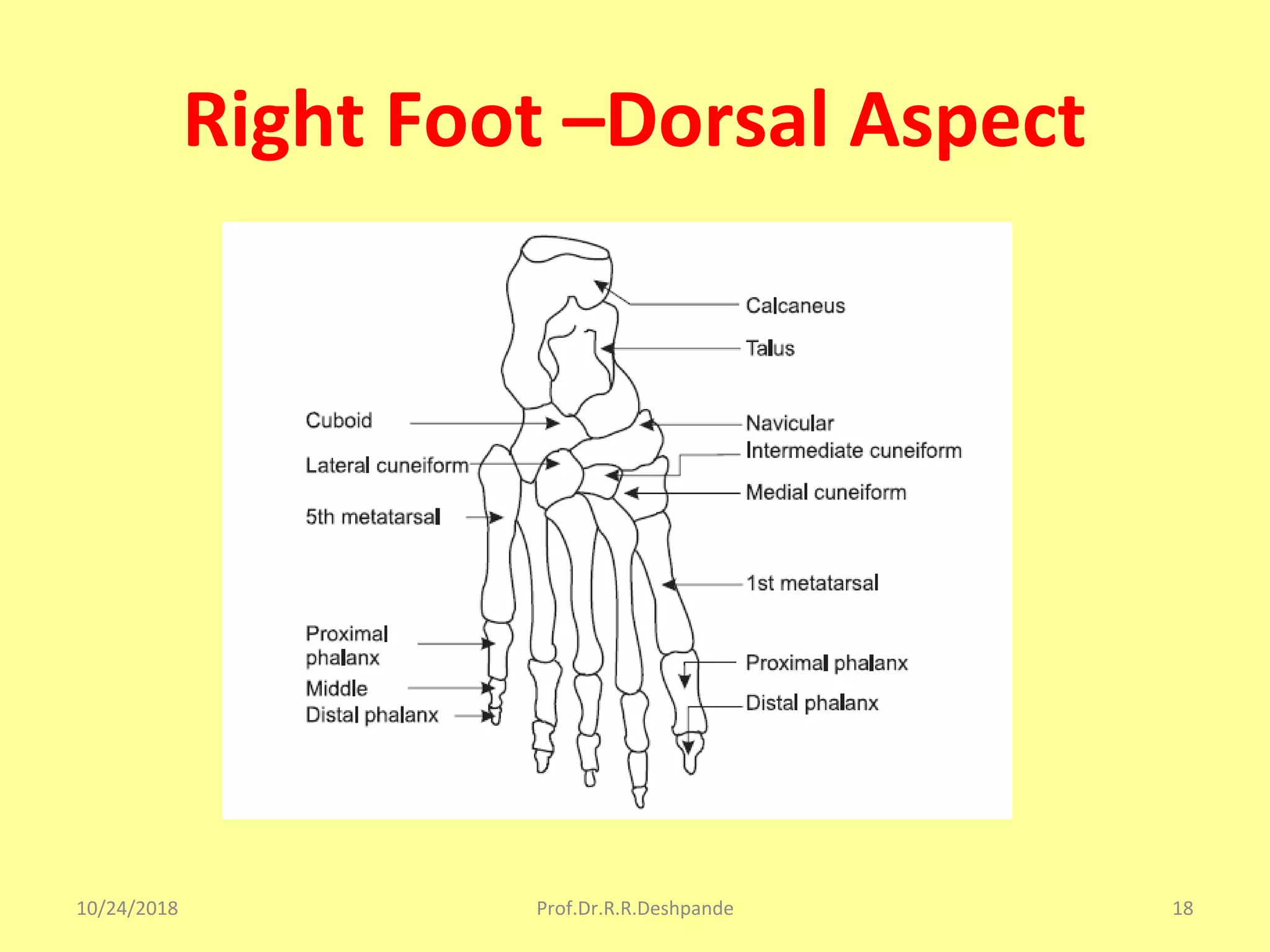 Anatomy bone pictures | PDF
