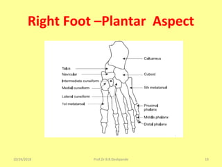 Anatomy bone pictures | PDF