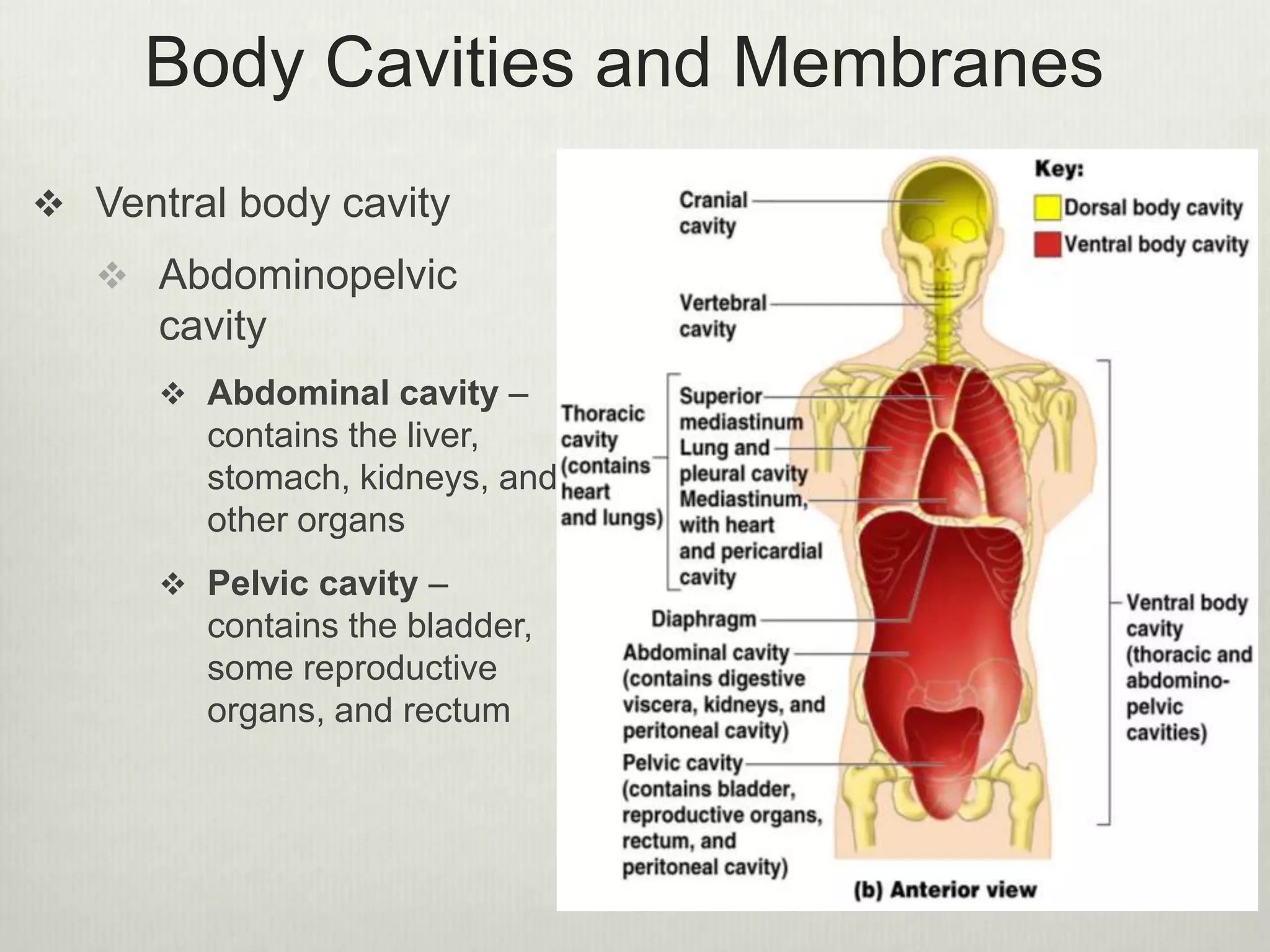 Anatomy, bones & joints | PPTX