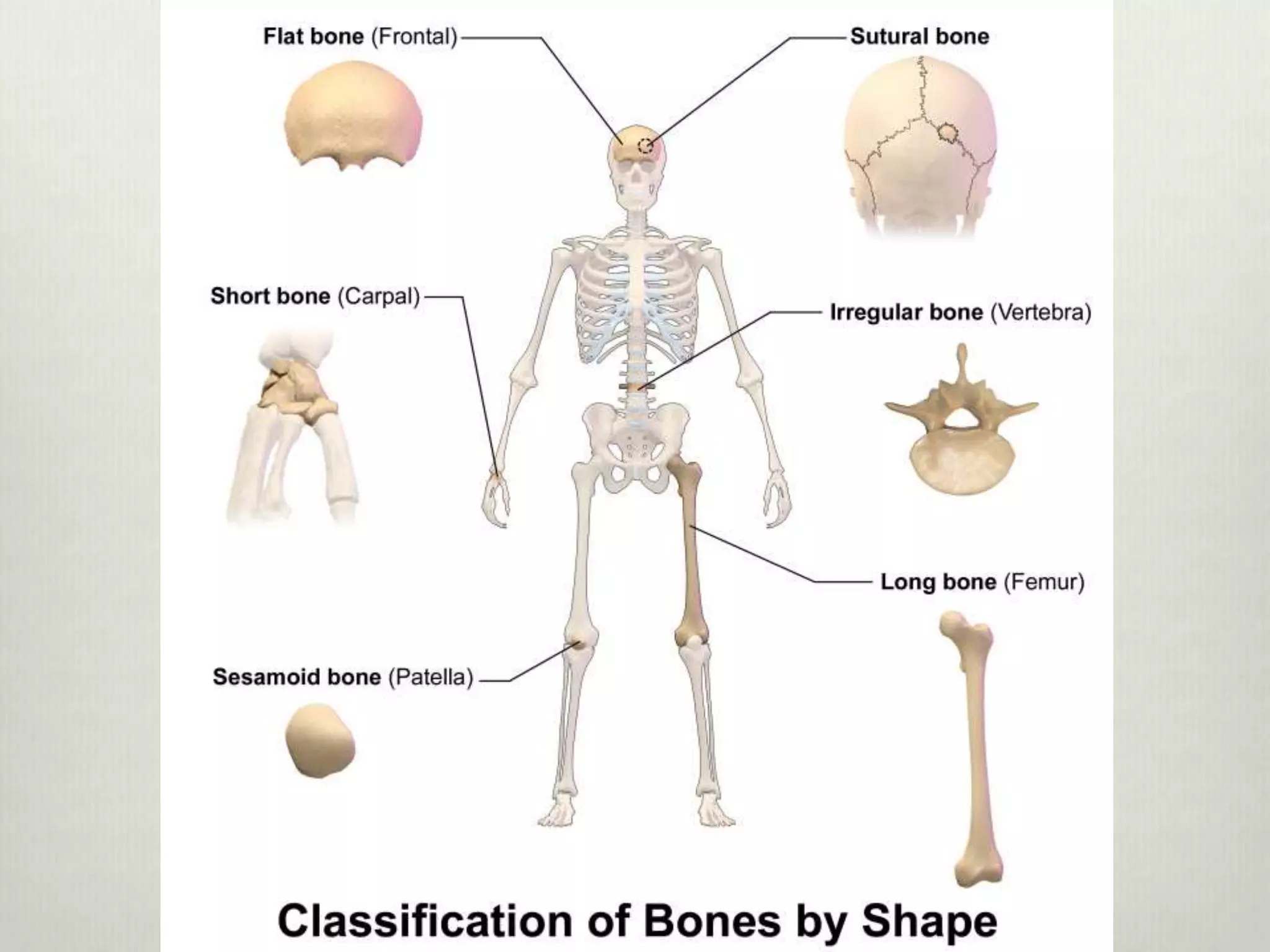 Anatomy, bones & joints | PPTX