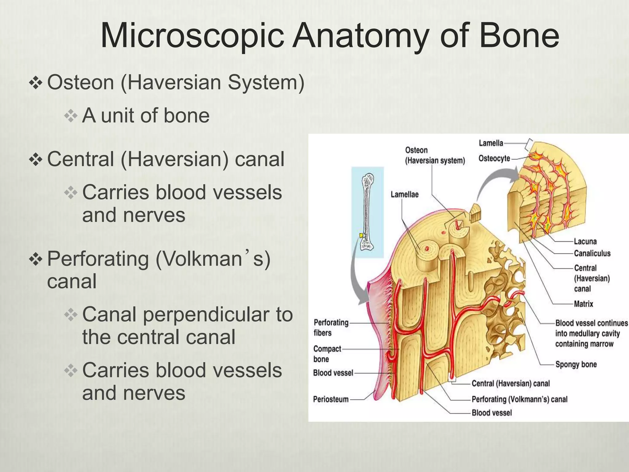 Anatomy, bones & joints | PPTX