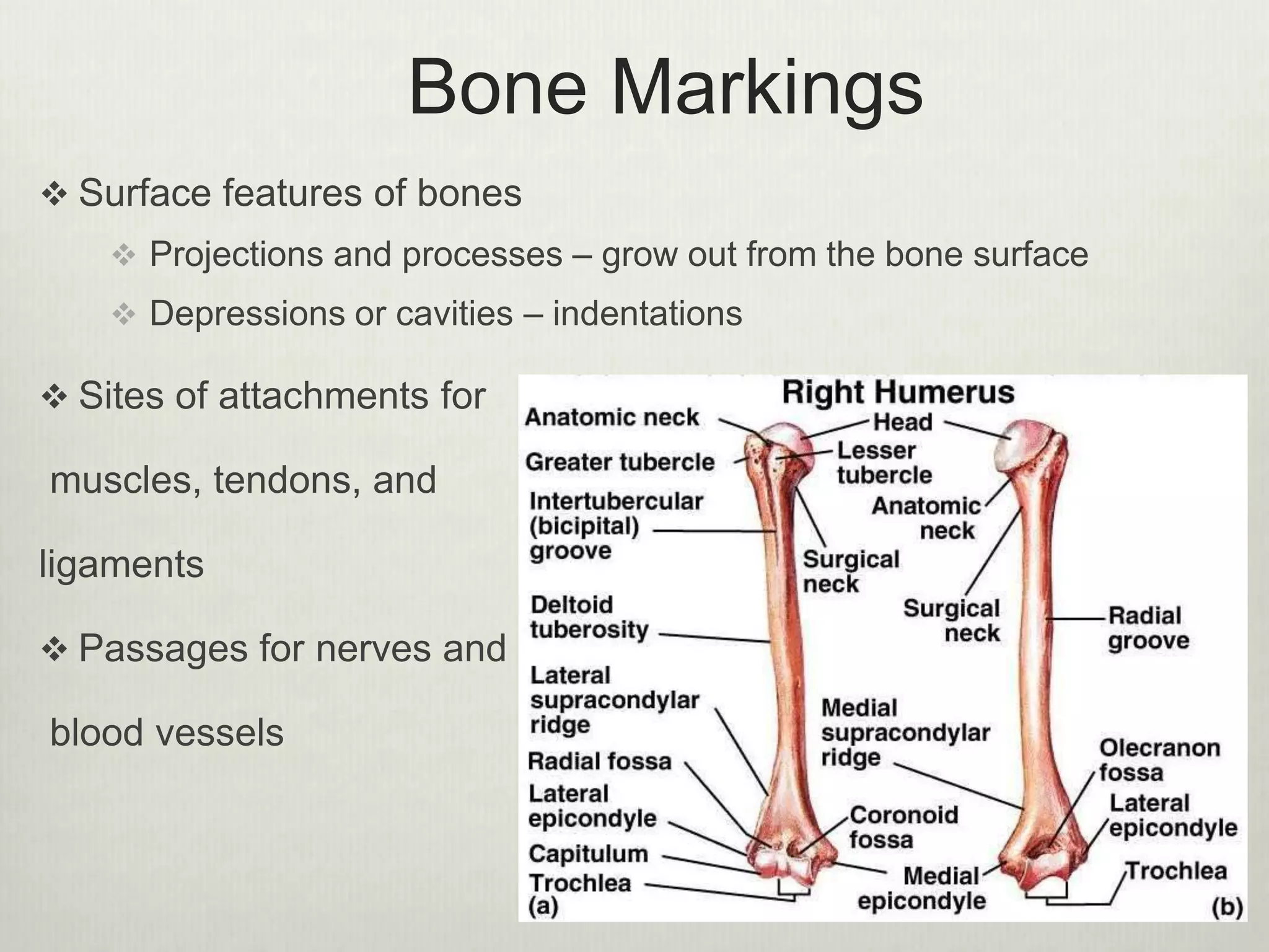 Anatomy, bones & joints | PPTX