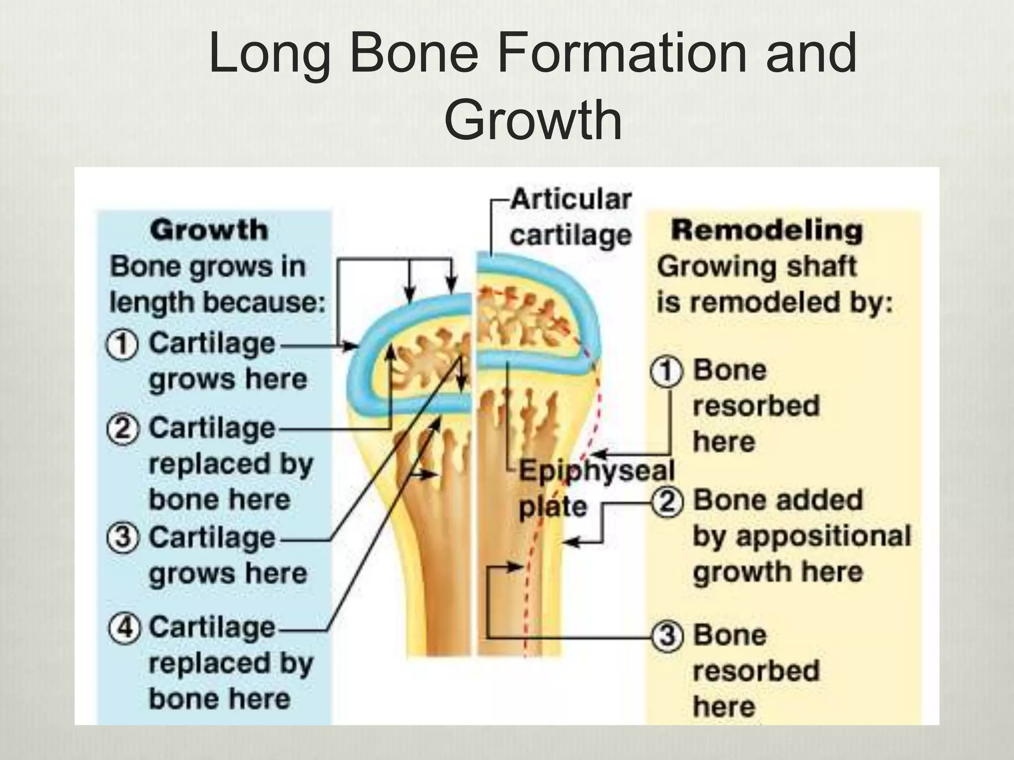 Anatomy, bones & joints | PPTX
