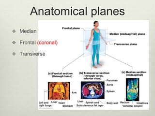 Anatomy, bones & joints | PPTX