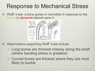 Anatomy, bones & joints | PPTX