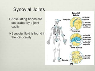 Anatomy, bones & joints | PPTX