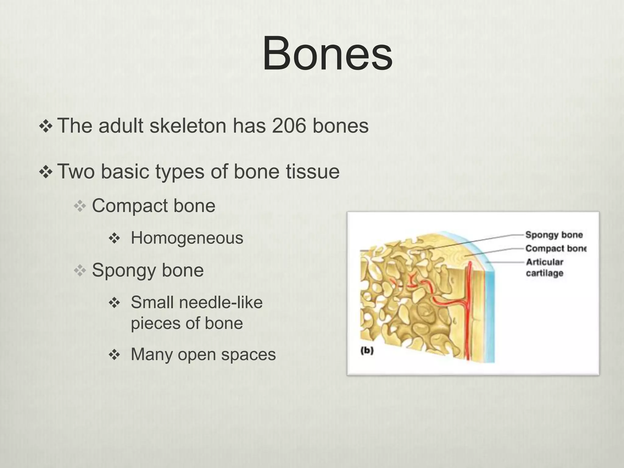 Anatomy, bones & joints | PPTX