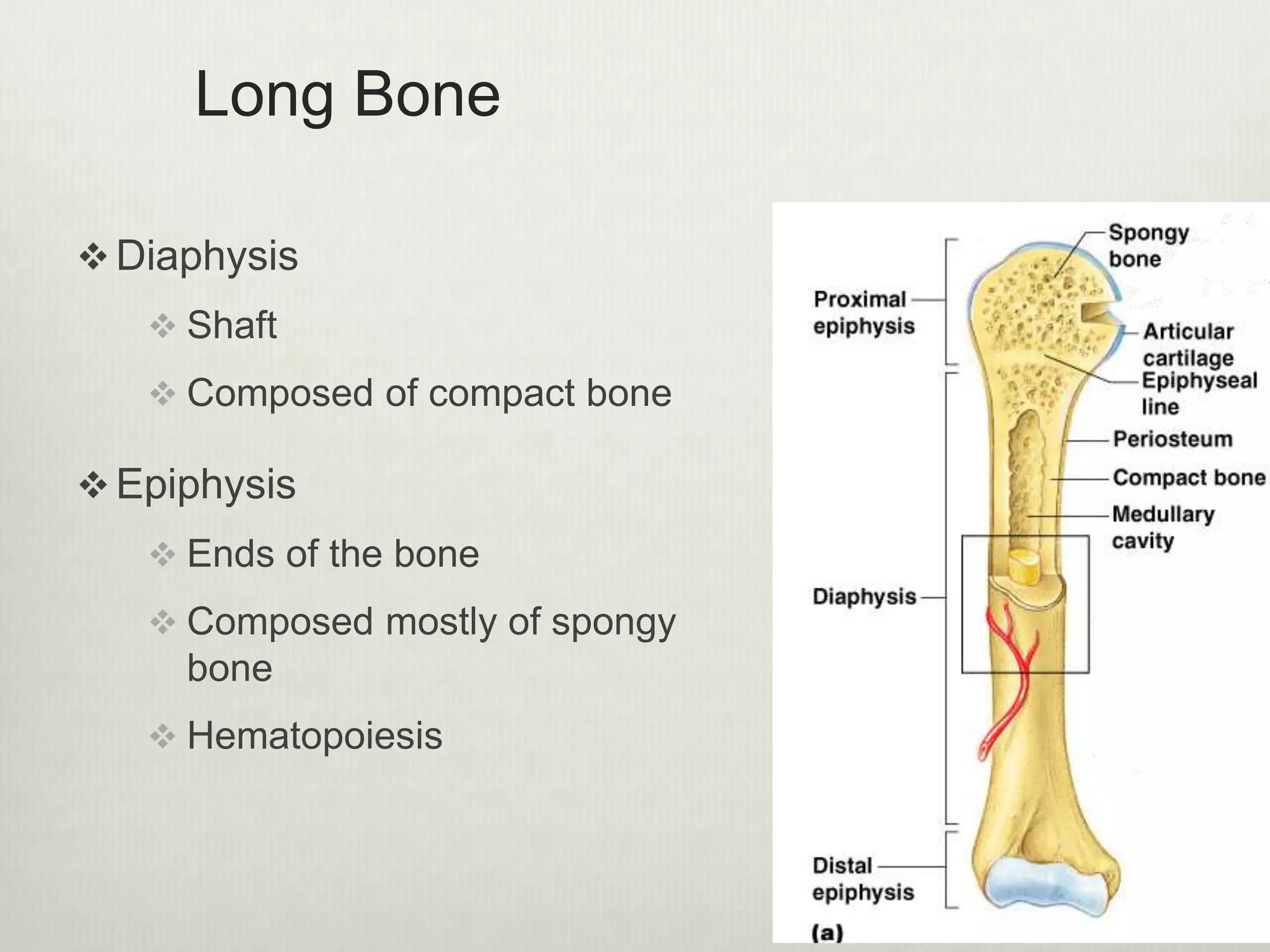 Anatomy, bones & joints | PPTX