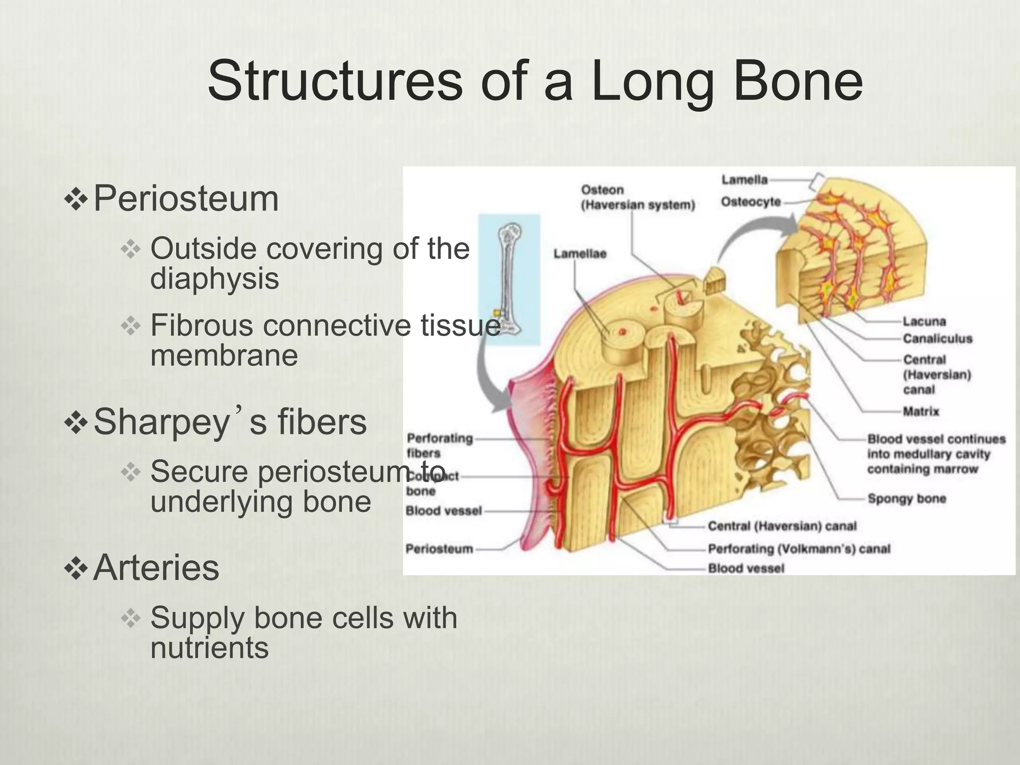 Anatomy, bones & joints | PPTX