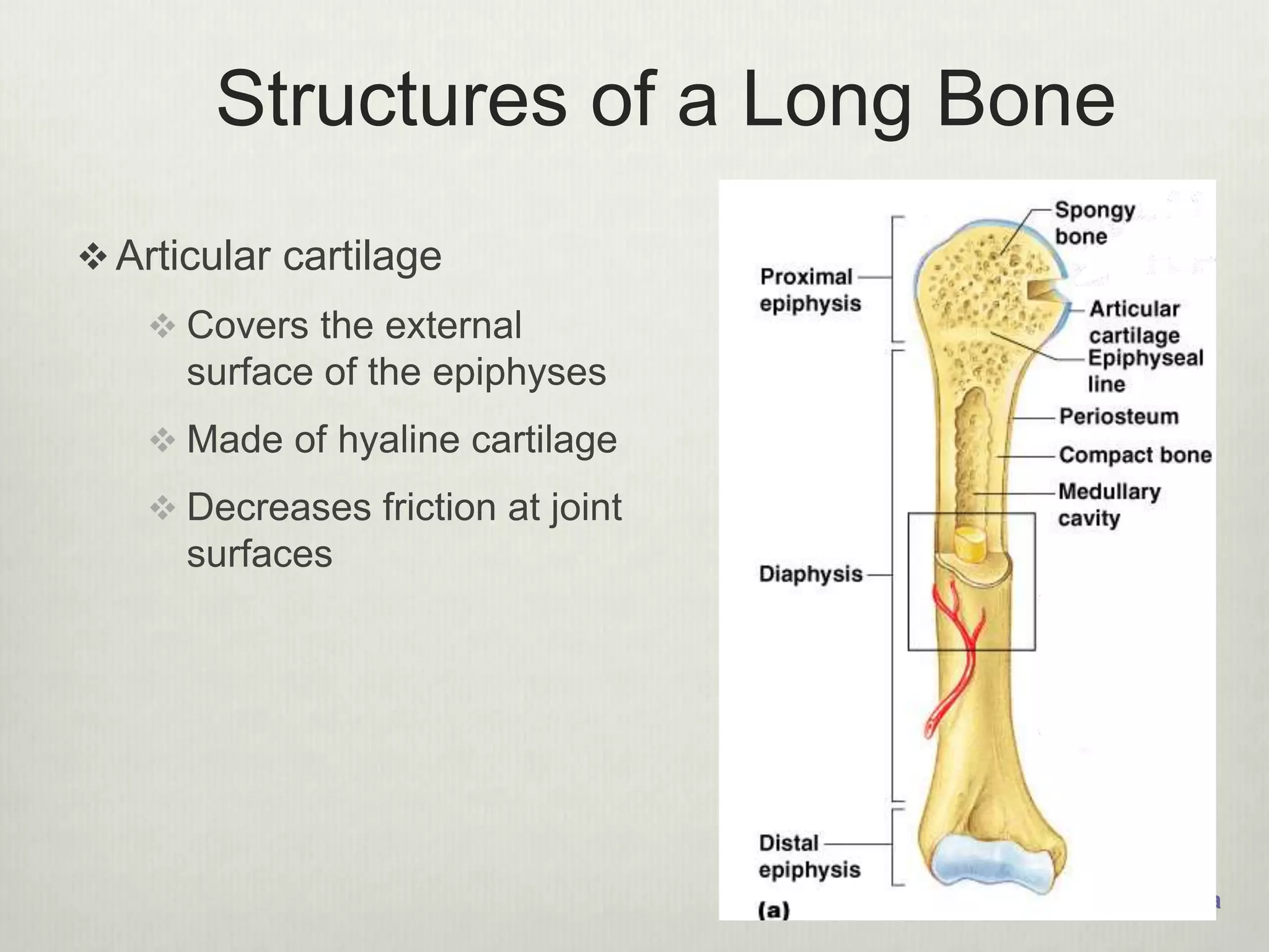 Anatomy, bones & joints | PPTX