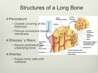 Anatomy, bones & joints | PPTX