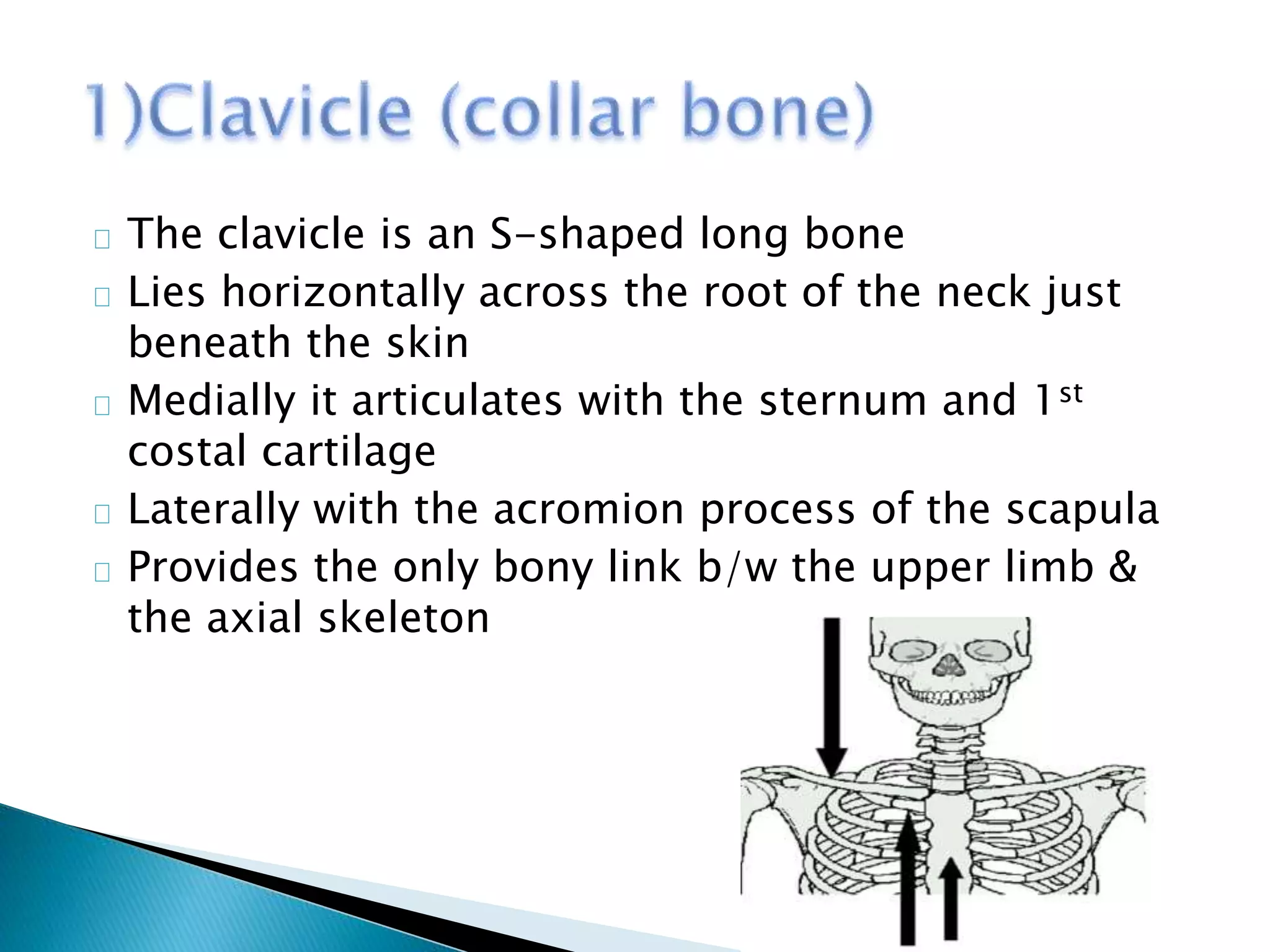 Anatomy bones of upper limbs | PPTX