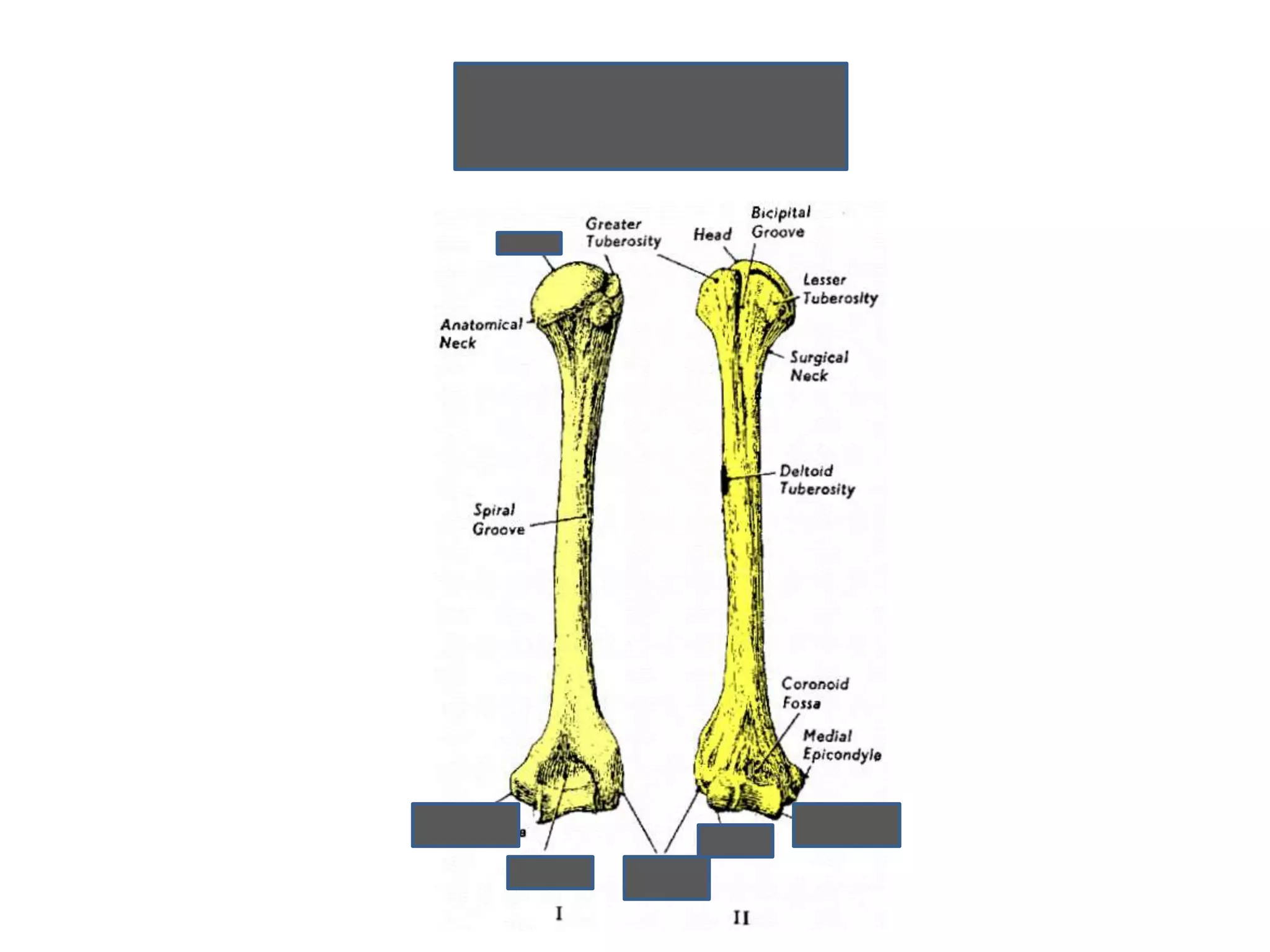 Anatomy bone test | PPTX