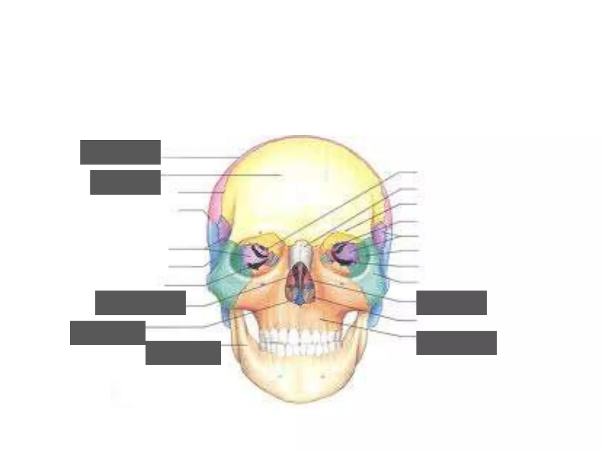 Anatomy bone test | PPTX
