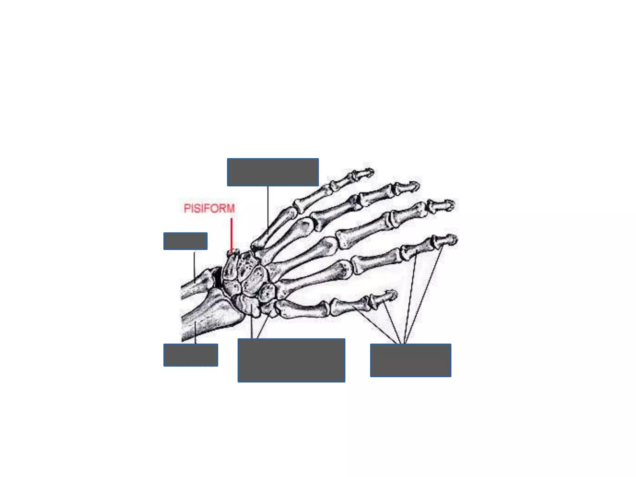 Anatomy bone test | PPTX