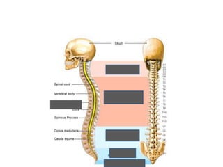 Anatomy bone test | PPTX