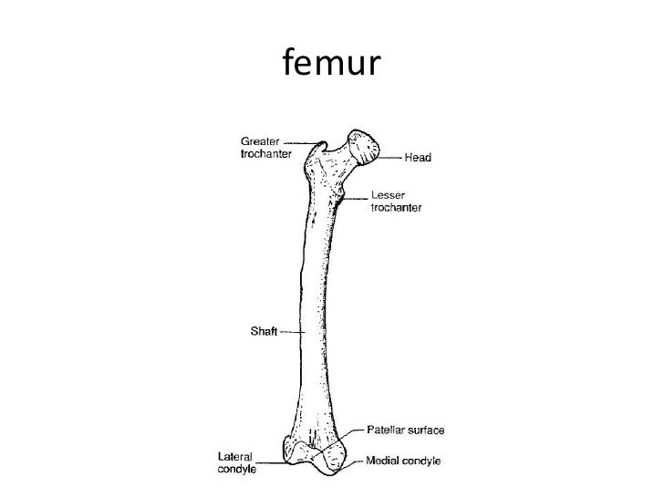 Bone Test For Anatomy Bone Test For Anatomy