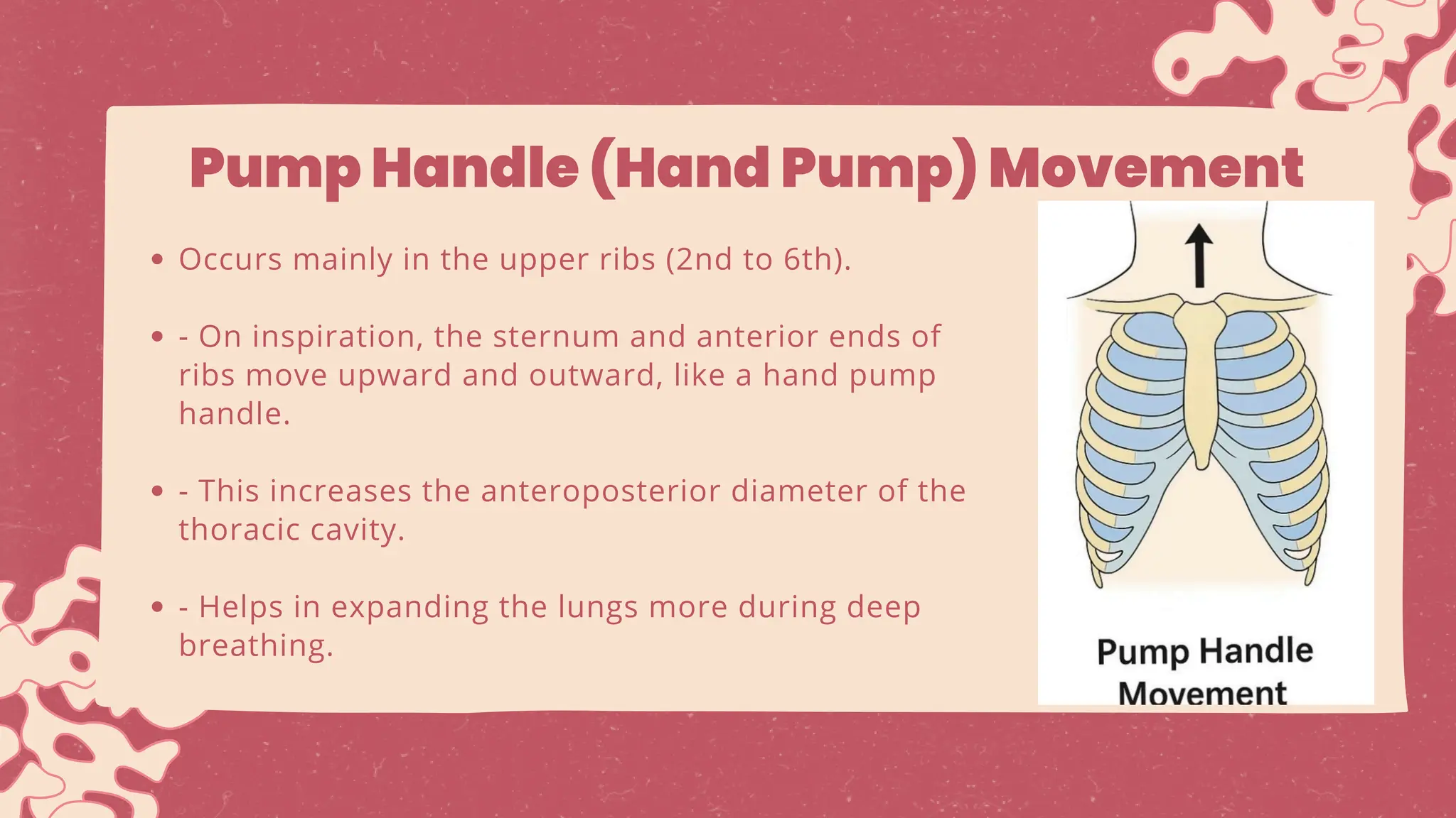 Thoracic cavity movements By Mr. Curious.pdf