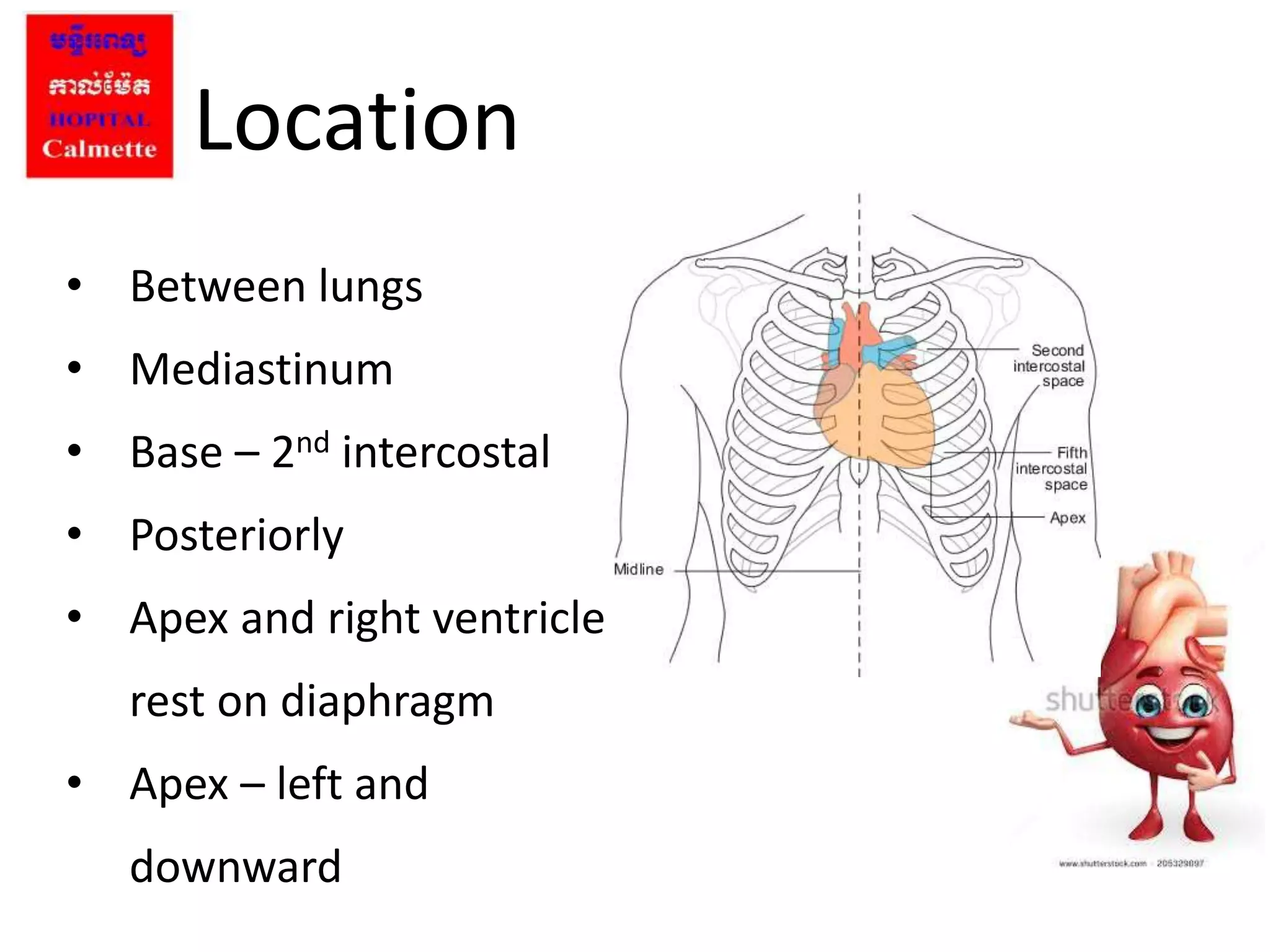 Anatomy cardiac | PPTX