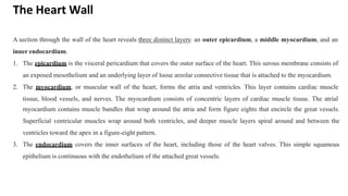 Anatomy Cardiovascular System (edited).pdf