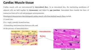 Anatomy Cardiovascular System (edited).pdf