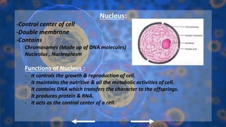 CELL : STRUCTURE & FUNCTION /PPT A cell is the structural functional ...