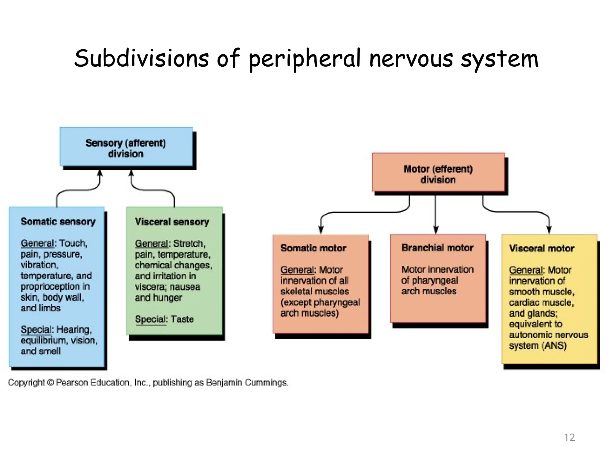 anatomy central nervous system for medical .pptx