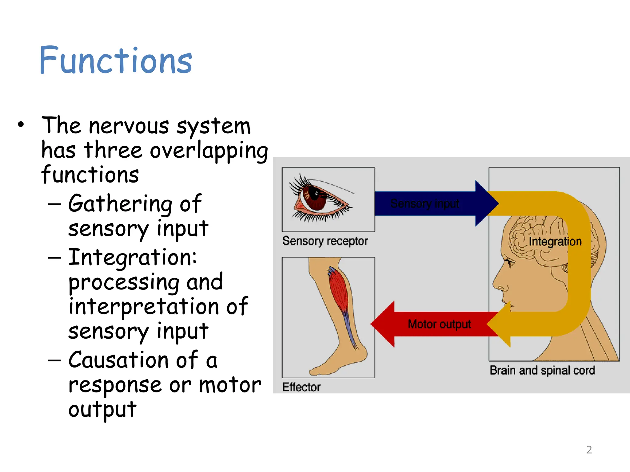 anatomy central nervous system for medical .pptx