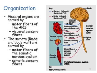 anatomy central nervous system for medical .pptx