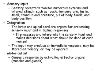 anatomy central nervous system for medical .pptx