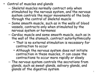 anatomy central nervous system for medical .pptx
