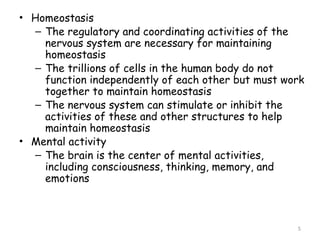 anatomy central nervous system for medical .pptx