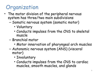 anatomy central nervous system for medical .pptx