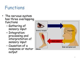 anatomy central nervous system for all .pptx