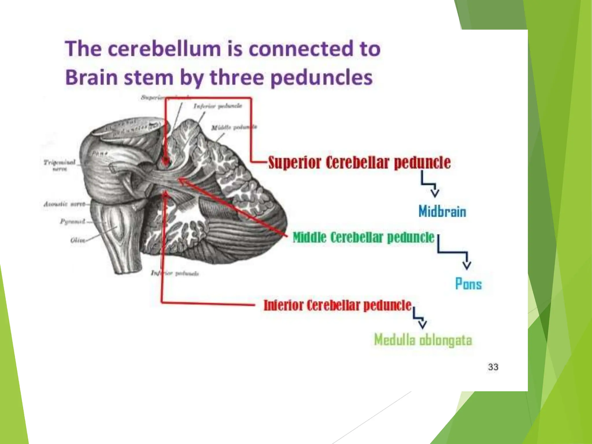 ANATOMY CEREBELLUM functinal classification.pptx