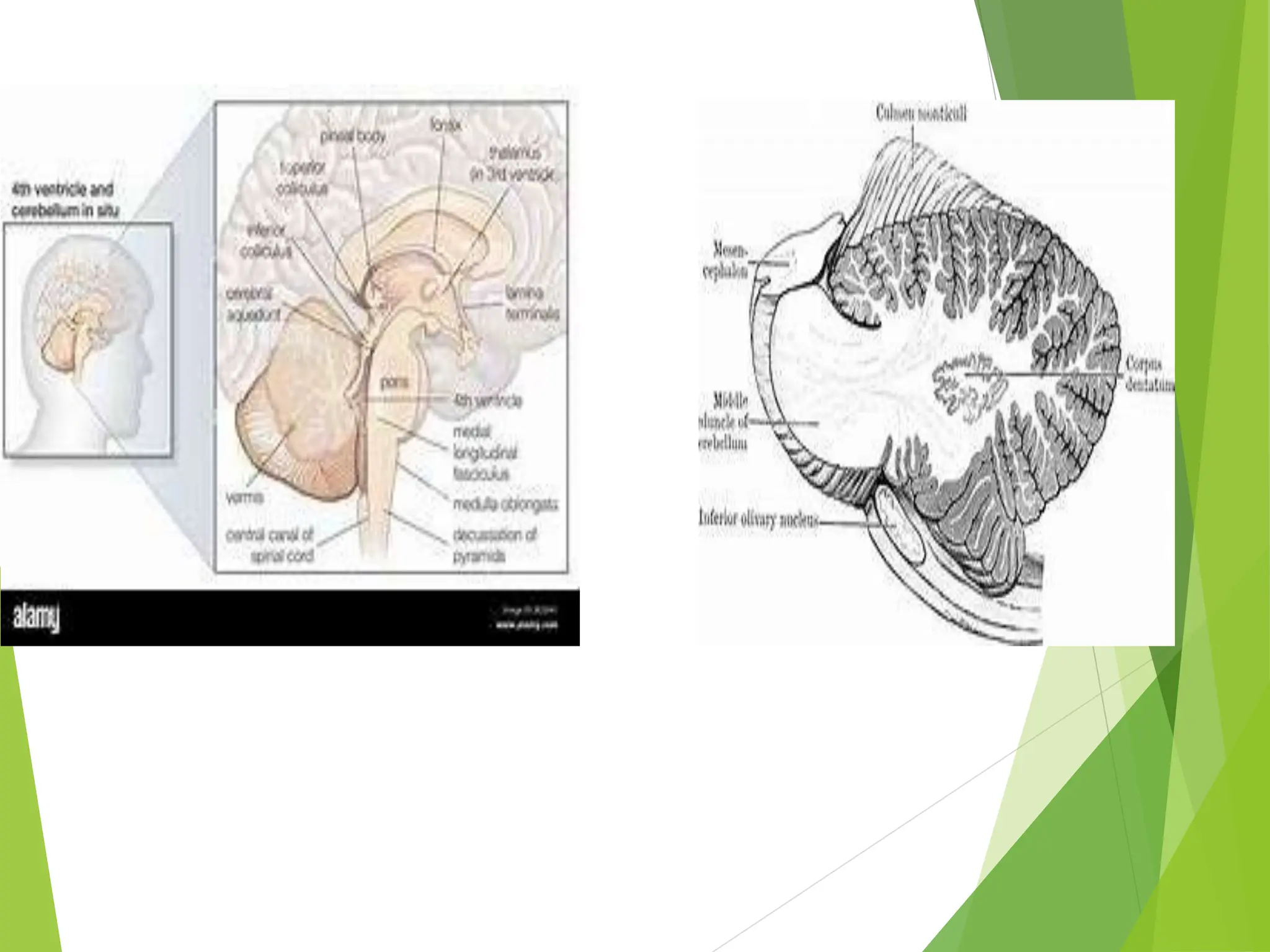 ANATOMY CEREBELLUM functinal classification.pptx