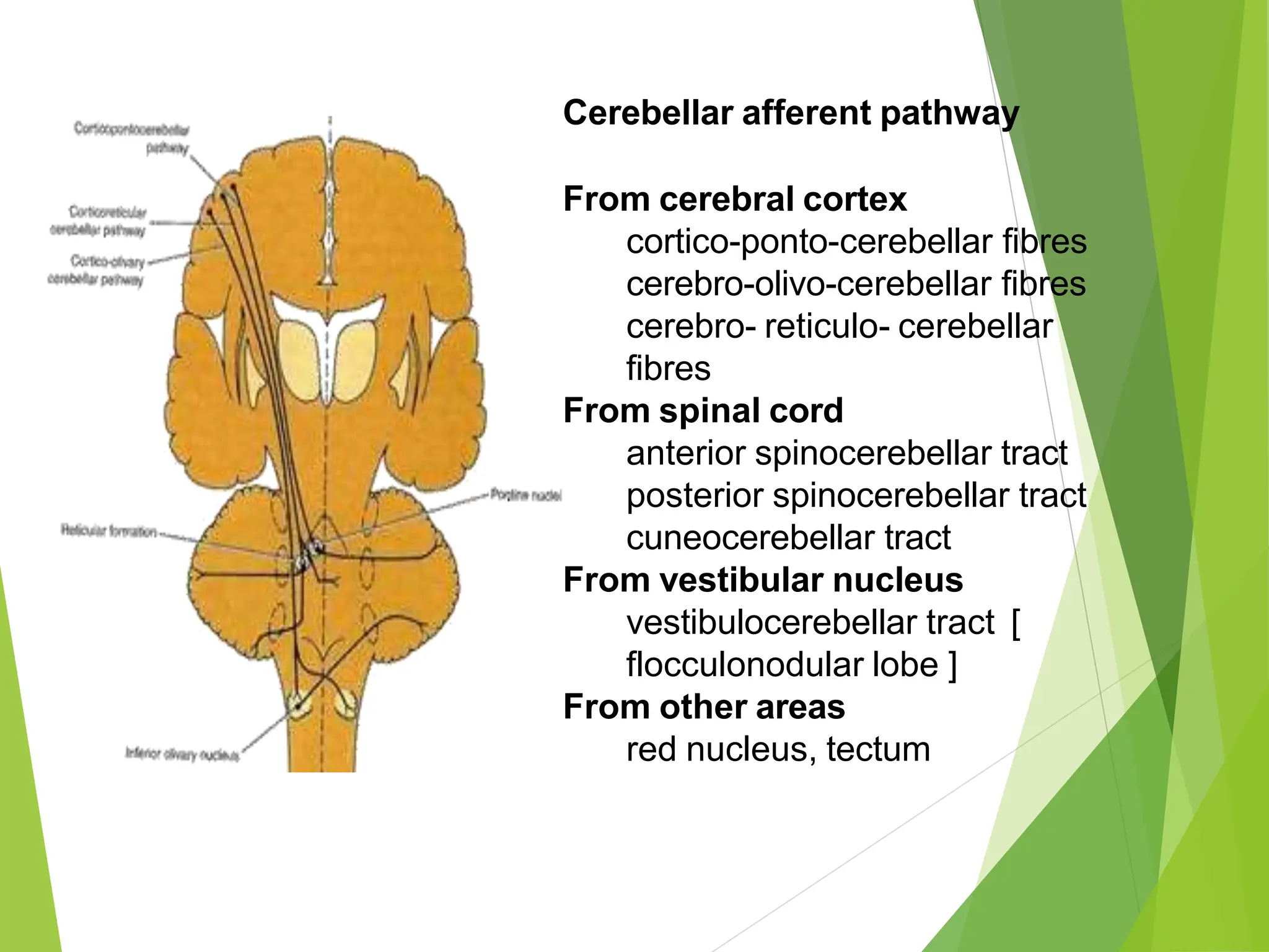 ANATOMY CEREBELLUM functinal classification.pptx