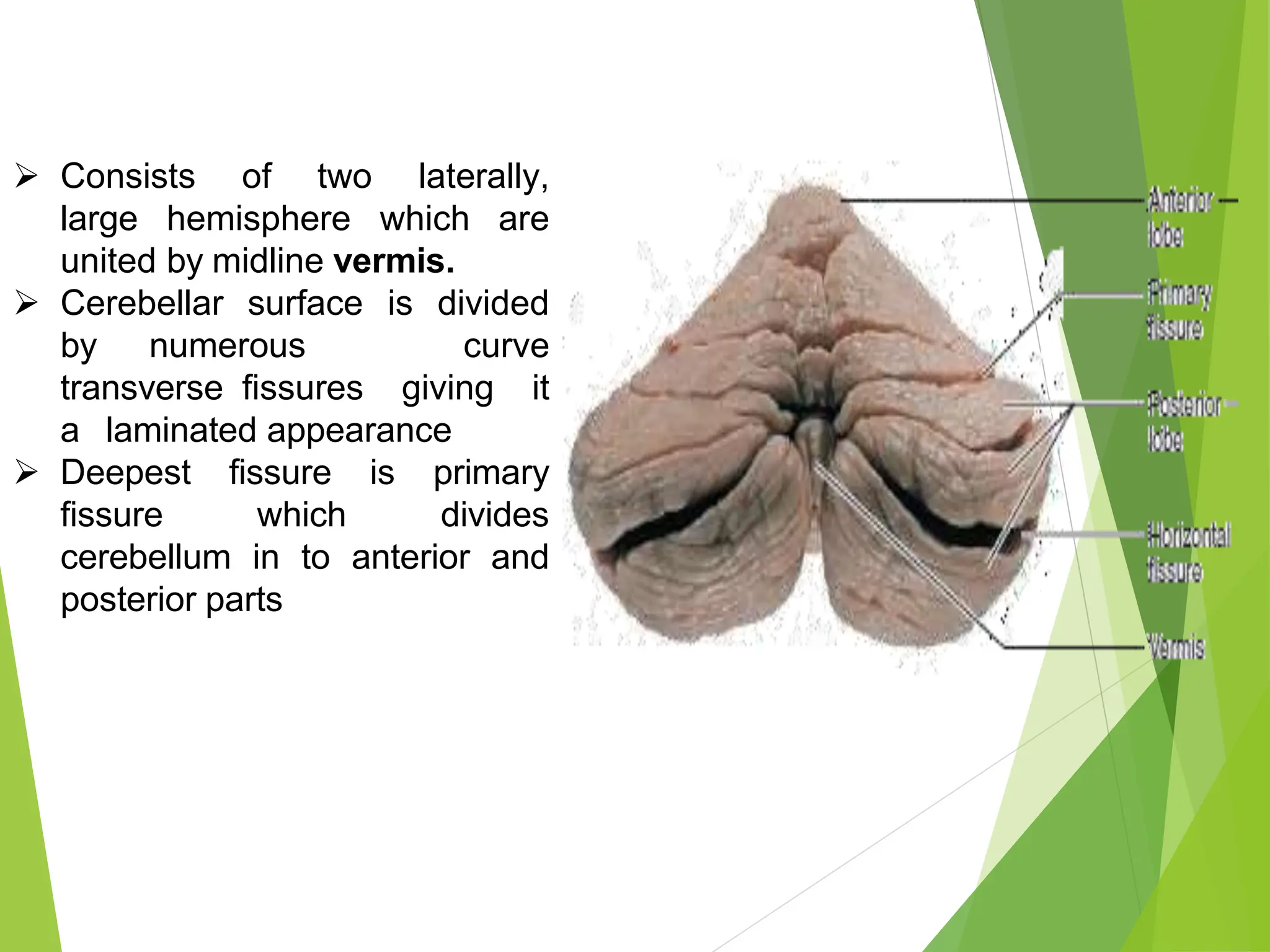 ANATOMY CEREBELLUM functinal classification.pptx