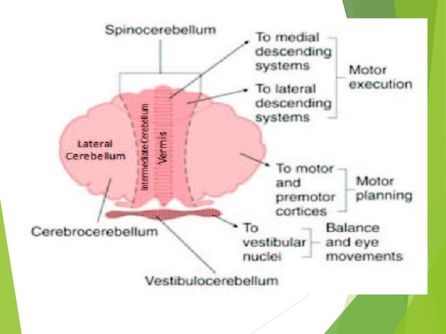ANATOMY CEREBELLUM functinal classification.pptx