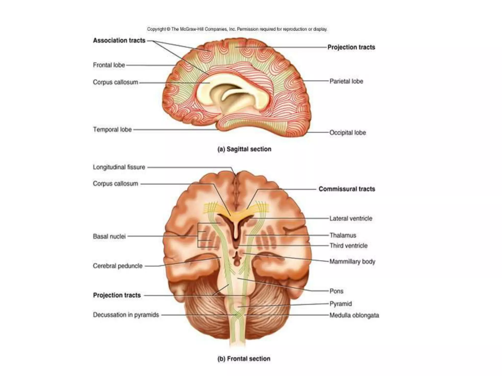 anatomy cerebrum.pptx
