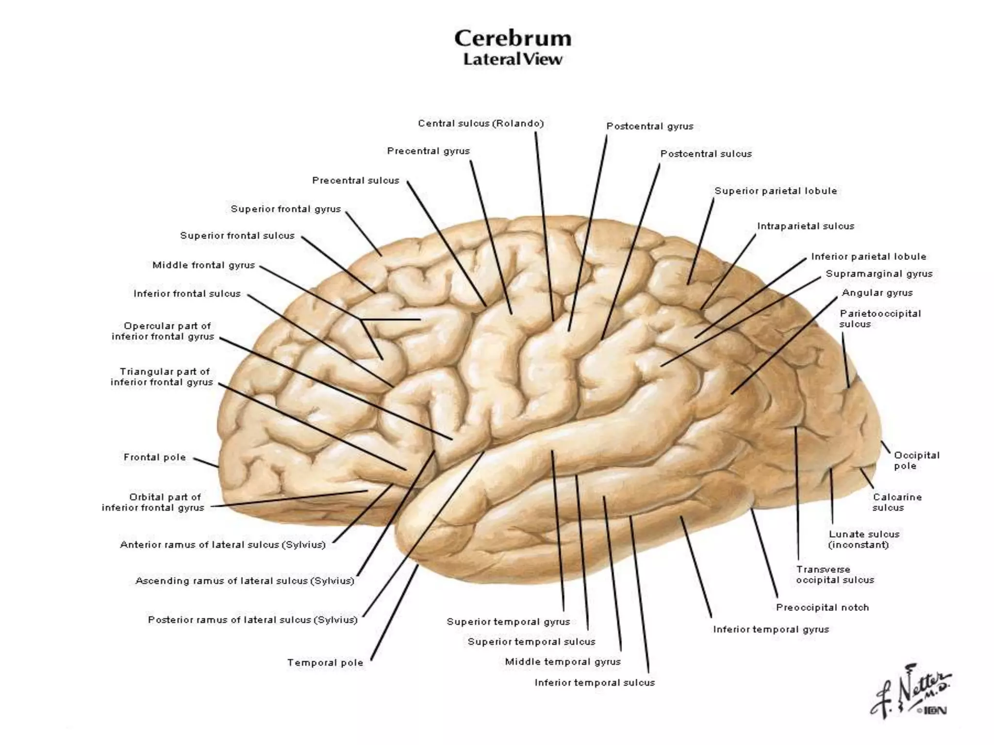anatomy cerebrum.pptx