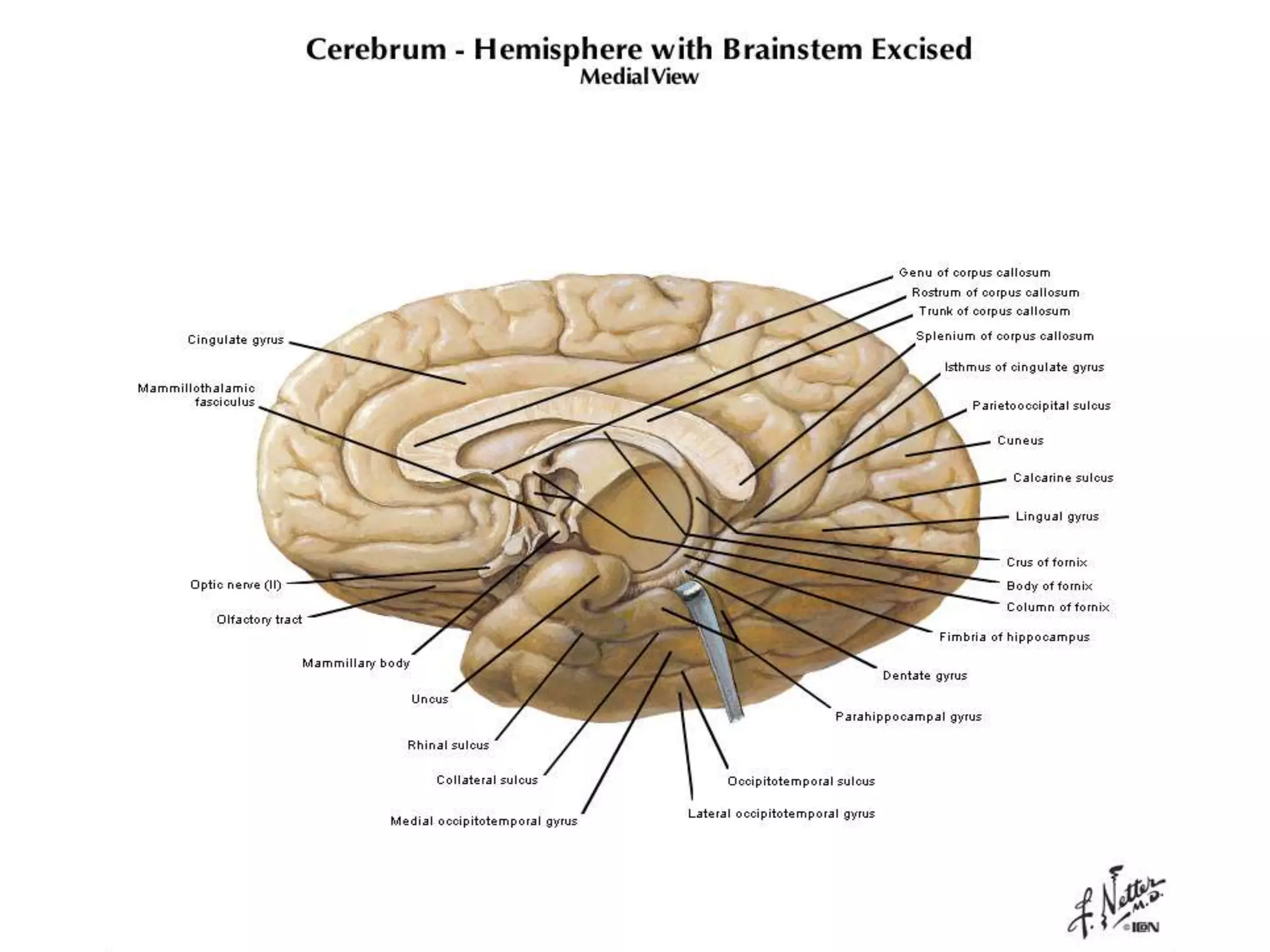 anatomy cerebrum.pptx