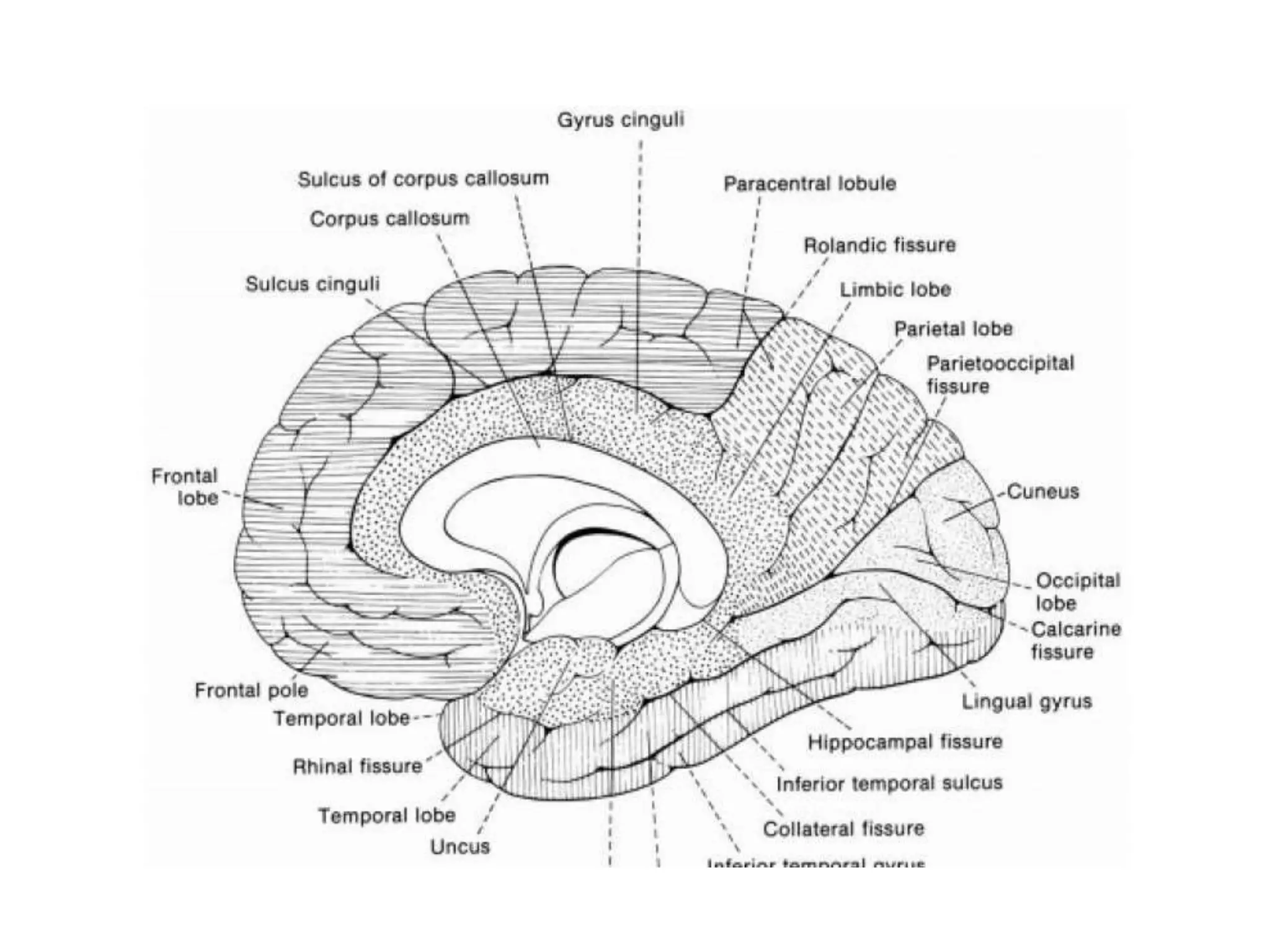 anatomy cerebrum.pptx