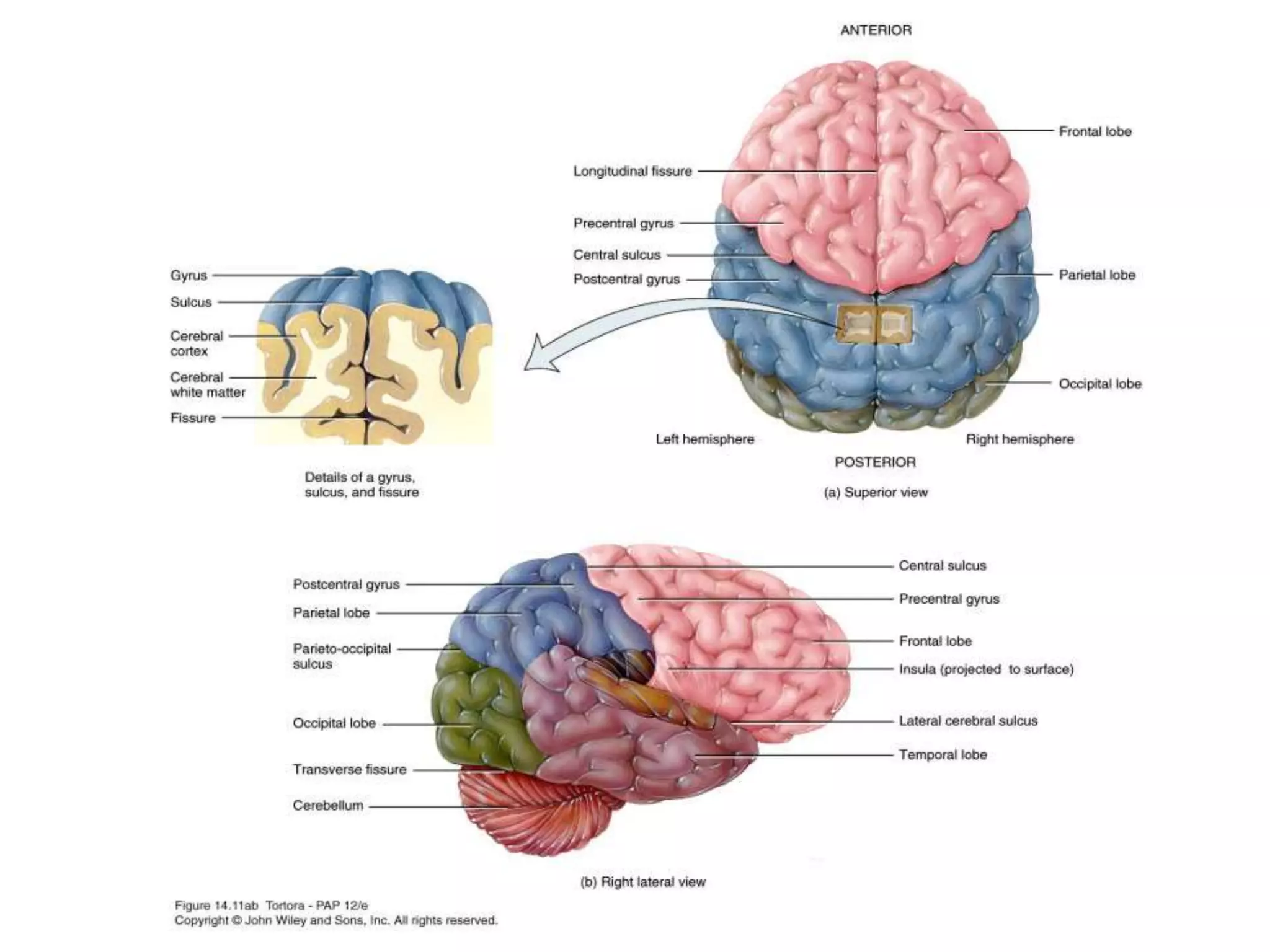 anatomy cerebrum.pptx