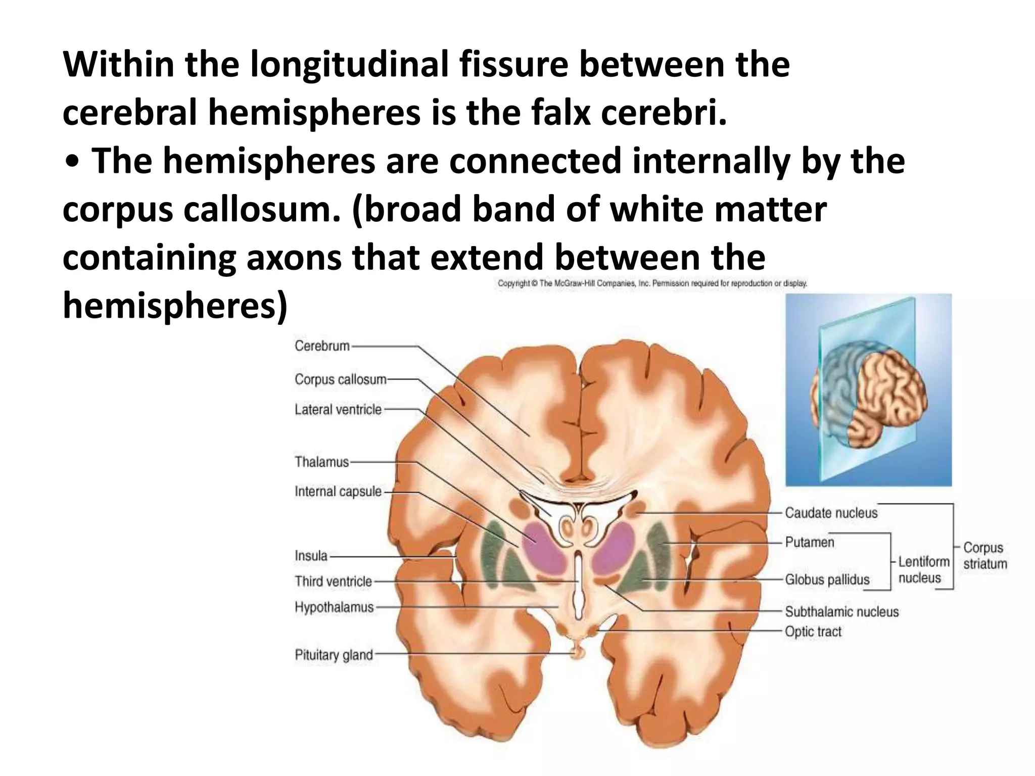 anatomy cerebrum.pptx