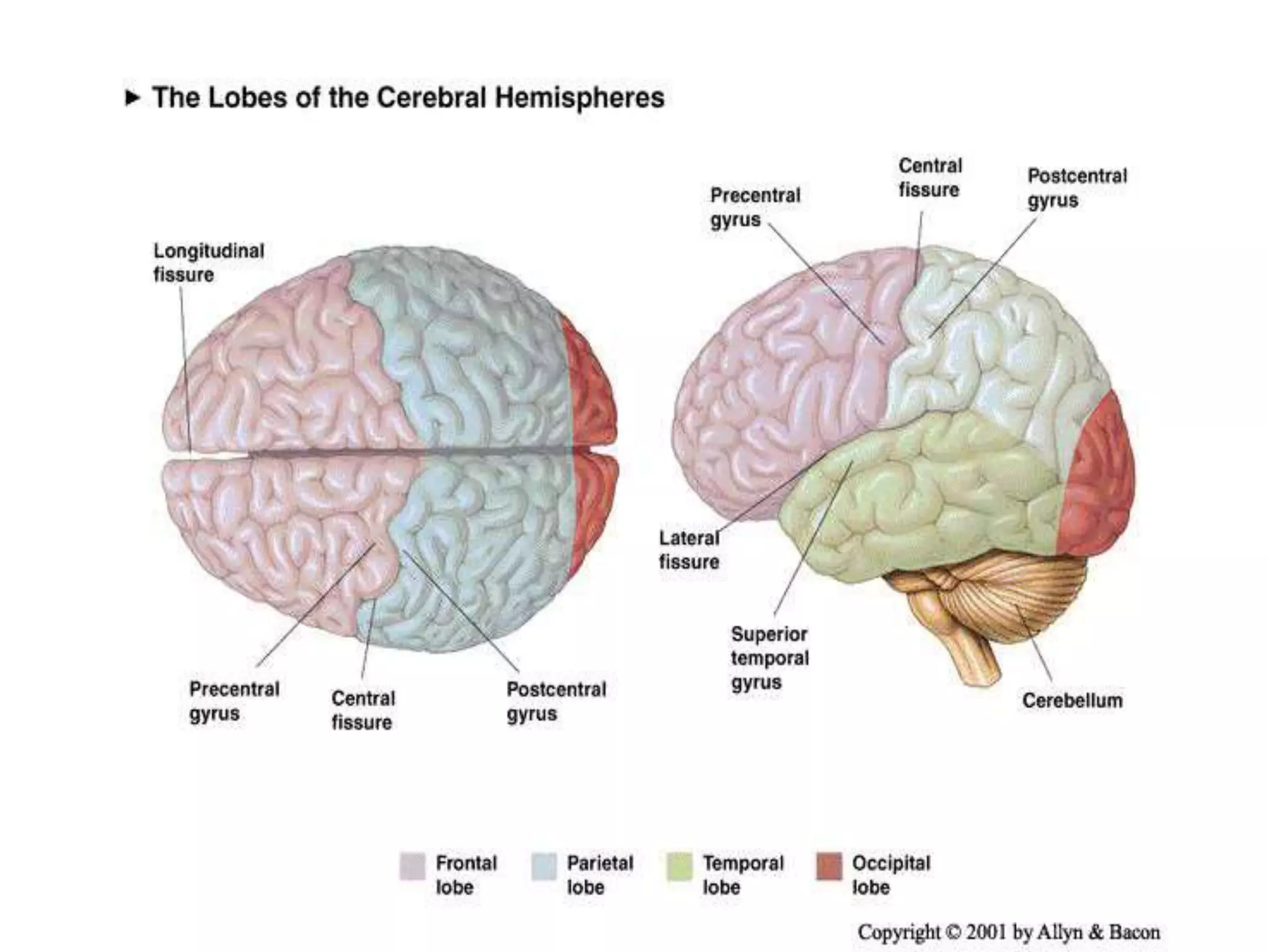 anatomy cerebrum.pptx
