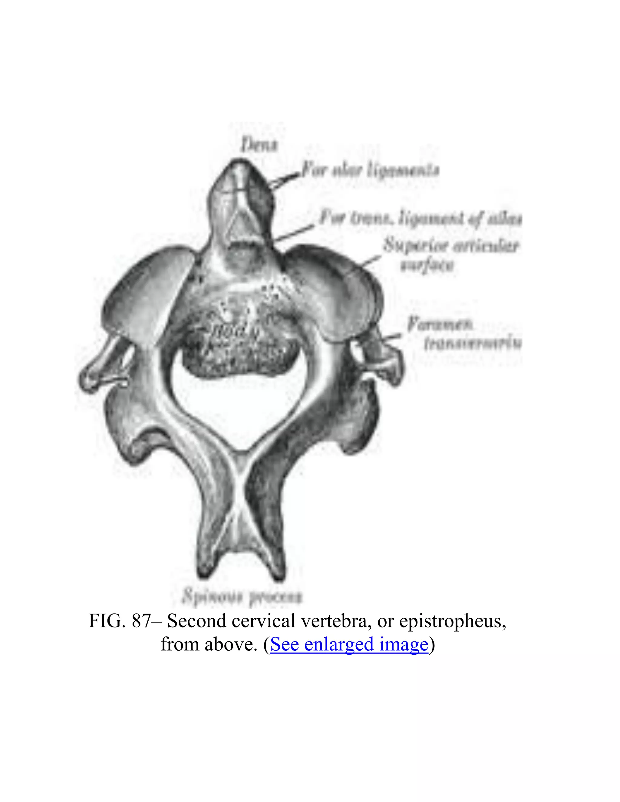 Anatomy cervical vertebra | PDF