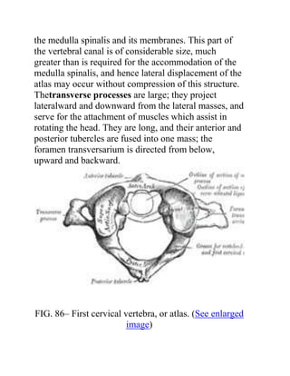 Anatomy cervical vertebra | DOCX