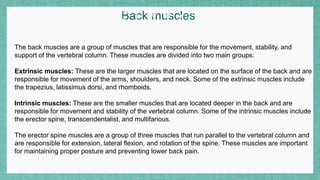 anatomy chap 2 back muscles.pptx